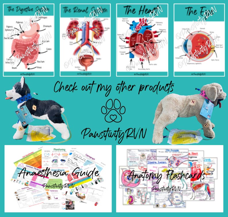 Veterinary Endocrine System Mind Map for Student Veterinary Nurses - Etsy