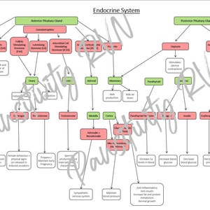 Veterinary Endocrine System Mind Map for Student Veterinary Nurses - Etsy