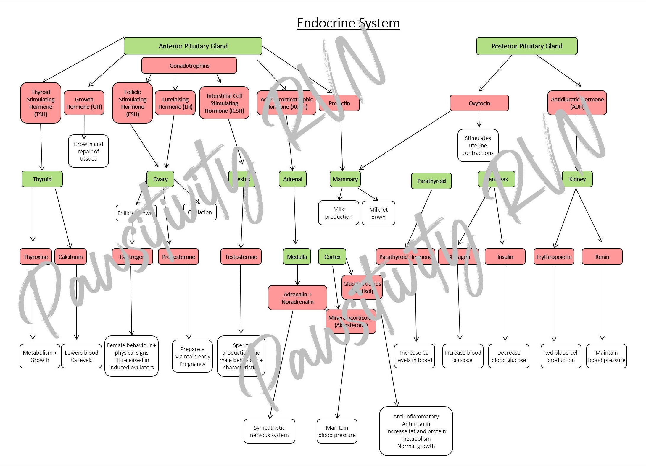 Endocrine System Concept Map Answers