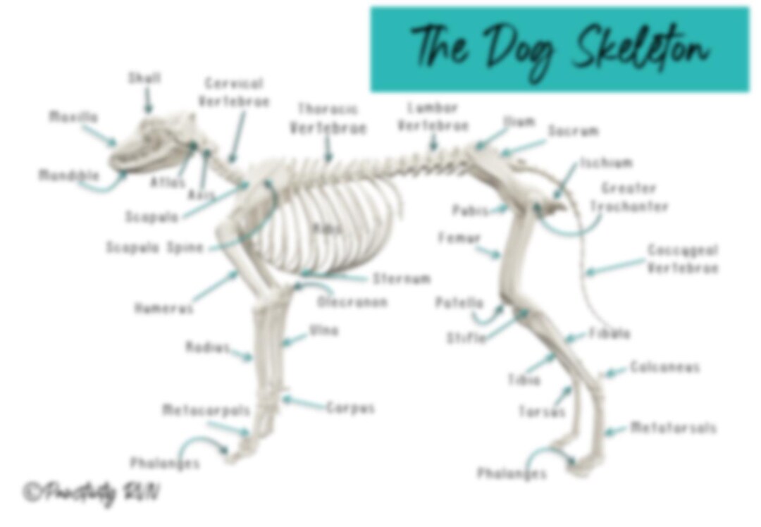 Digital Dog Skeleton Poster - Etsy