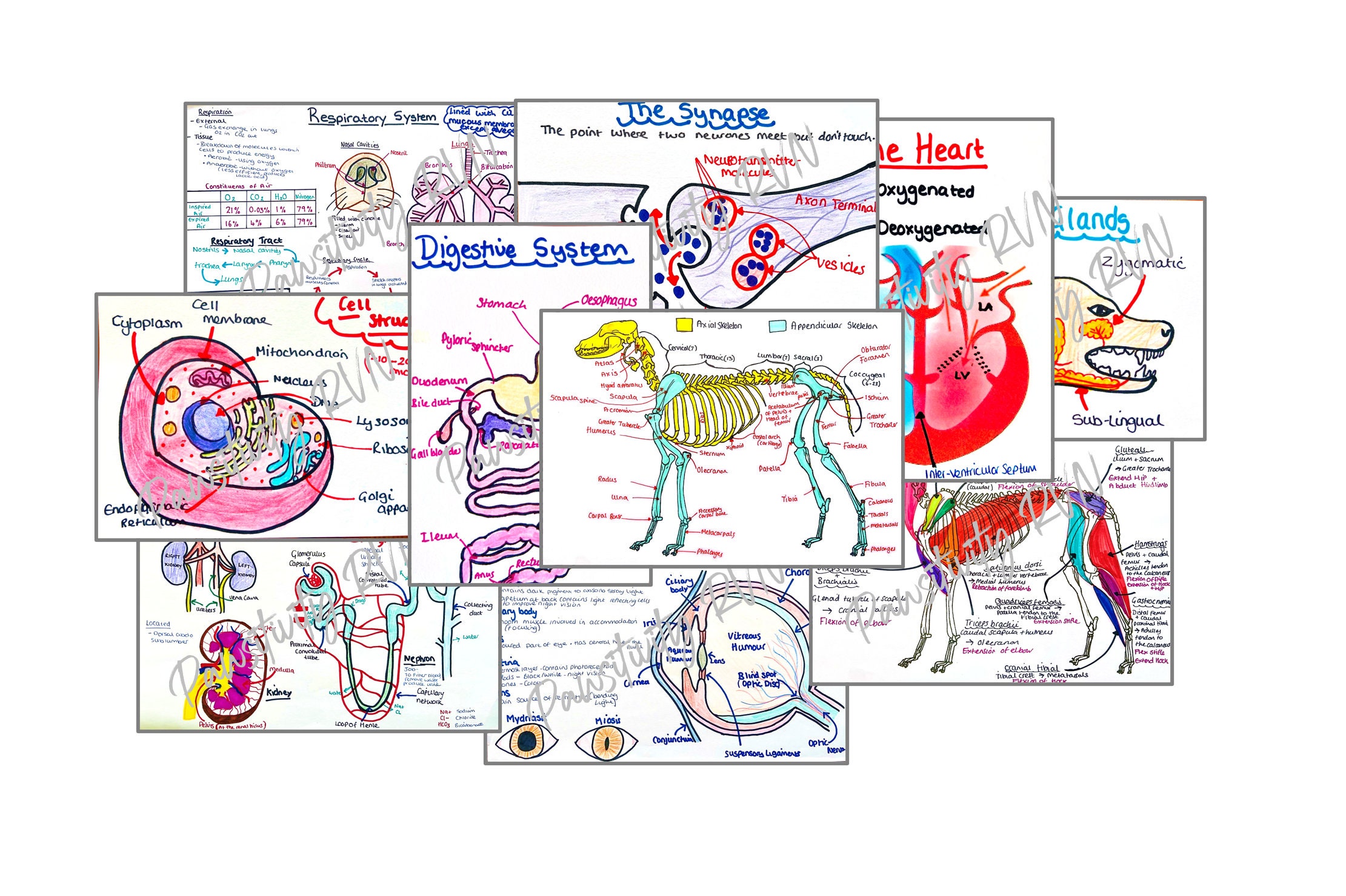 Digital Veterinary Anatomy Flashcards for Student Veterinary Nurses - Etsy