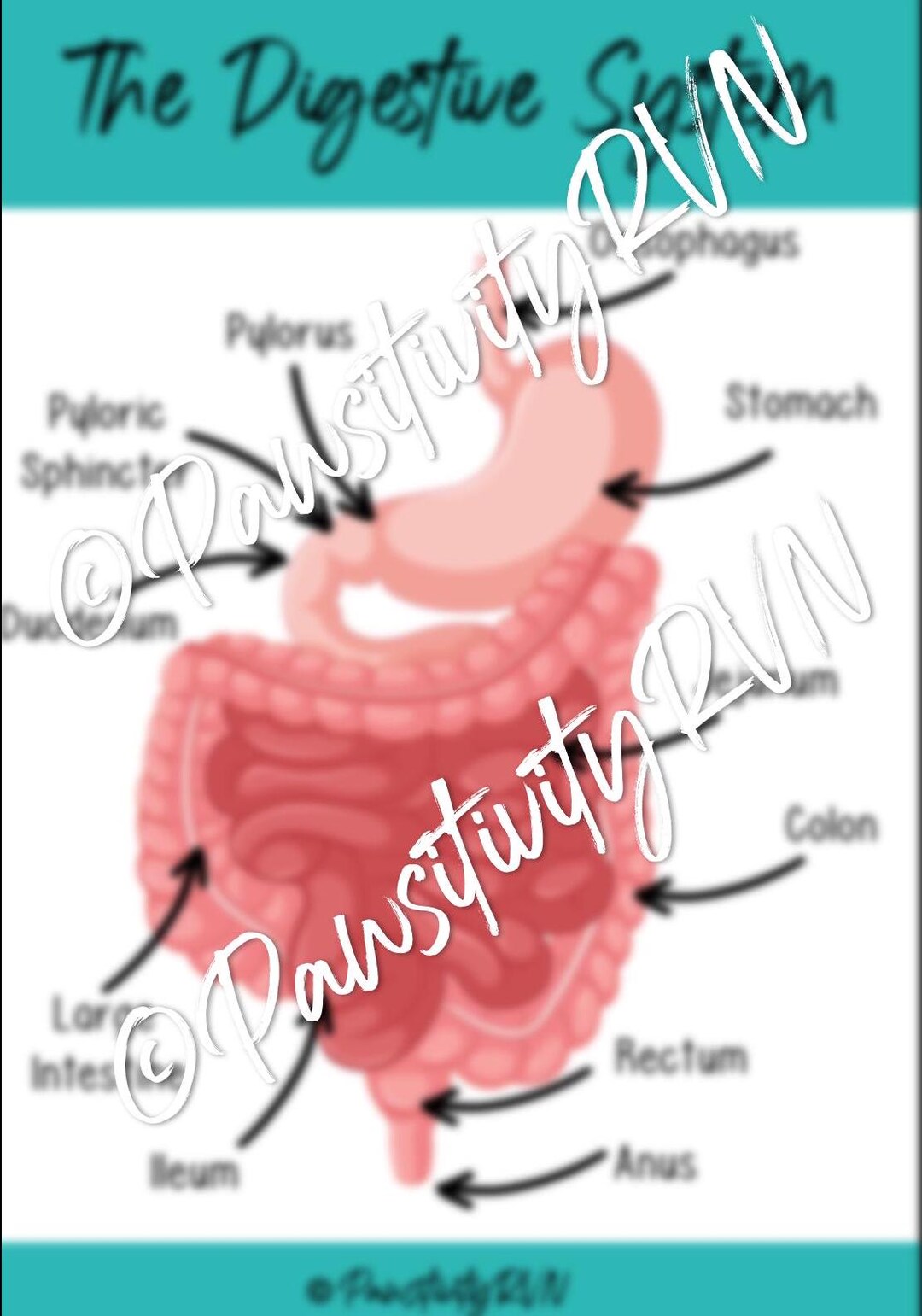 Digital Digestive System Diagram for Student Veterinary Nurses - Etsy