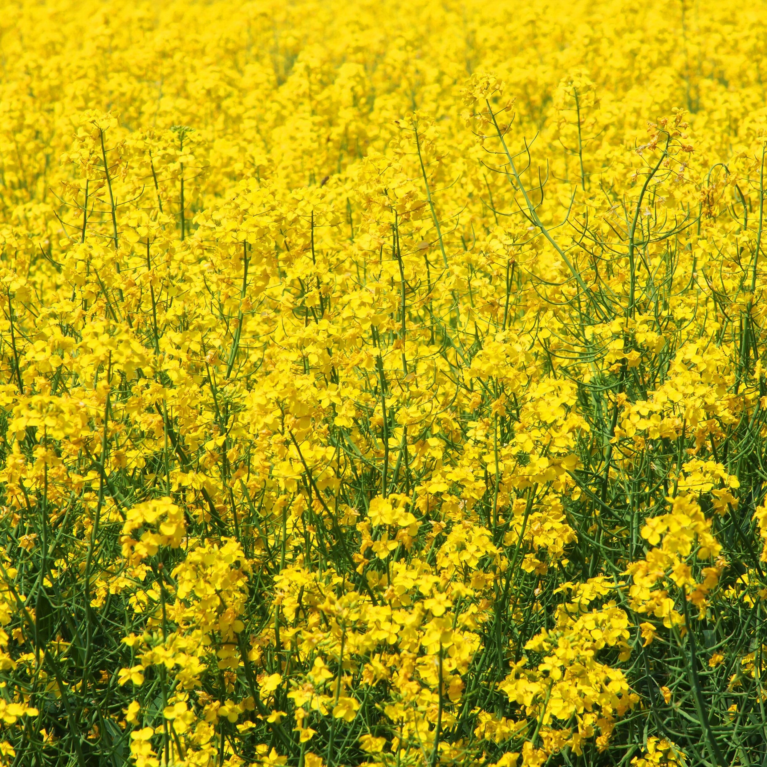 Gelber Senfsamen Ganzwertiges Hochwertiges aus Heiligem Land FF Bio ...