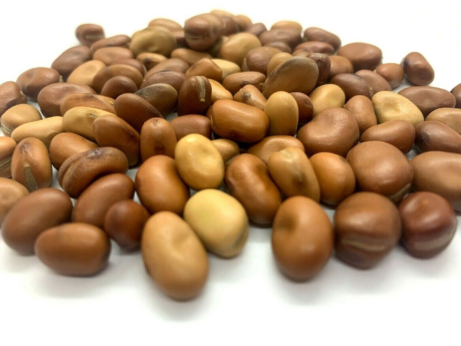 Small Fava Beans | Faba Grown Broad Organic Seeds Whole Palestinian ...