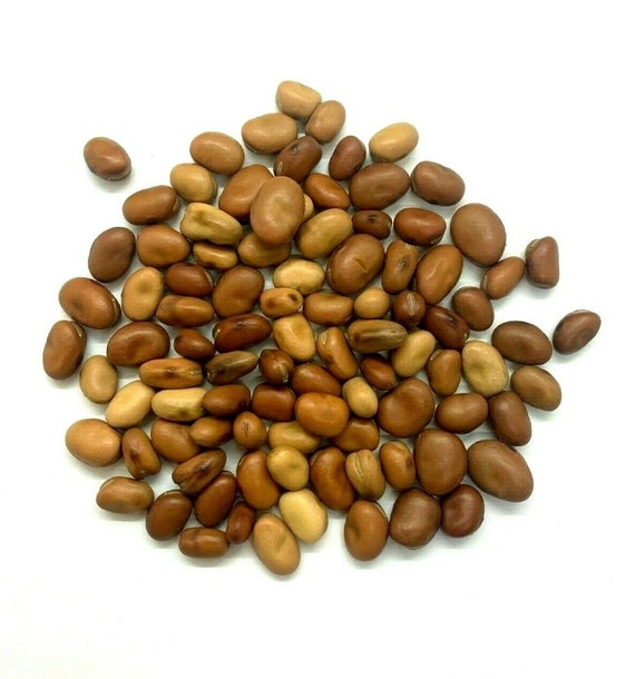 Small Fava Beans Faba Grown Broad Organic Seeds Whole - Etsy