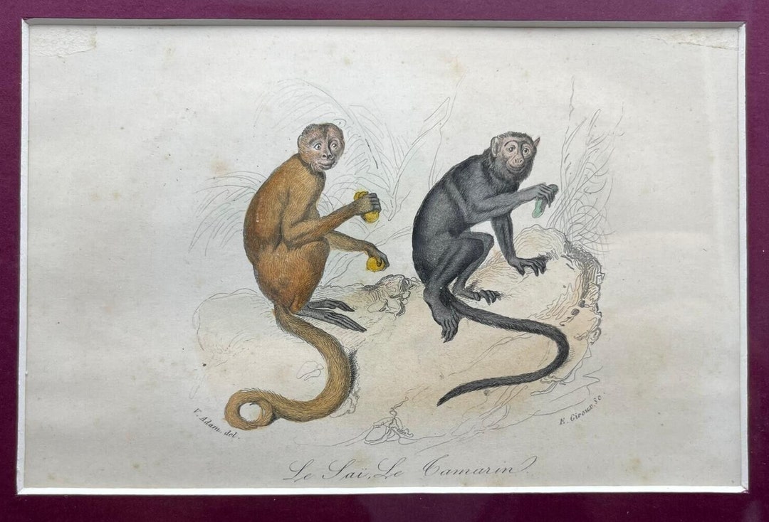 1801-1867 Victor Adam Monkey Paris Antique Drawing Original Wooden Frme ...