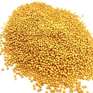 Yellow Mustard Seed Whole Grade A High Quality From Holy Land FF ...