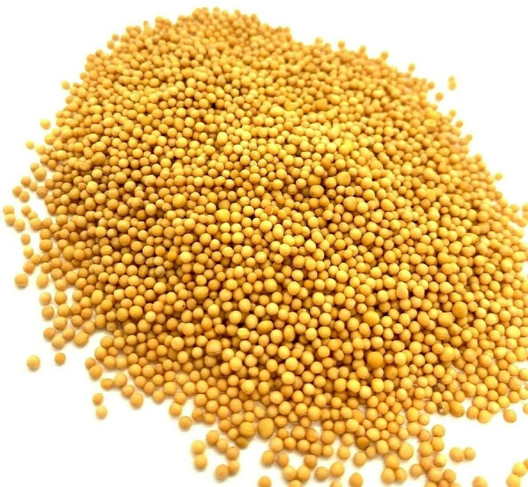 Gelber Senfsamen Ganzwertiges Hochwertiges aus Heiligem Land FF Bio ...