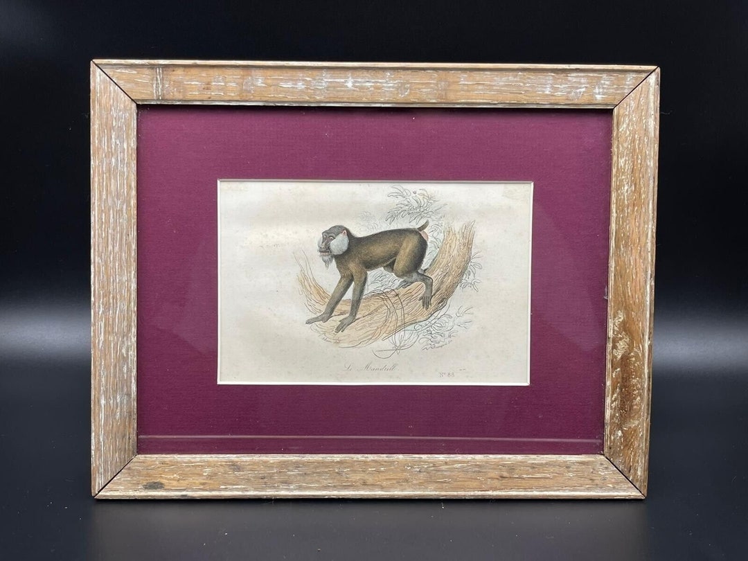 Victor Adam Monkey Paris Antique Drawing ( 1801-1867 )original Wooden ...