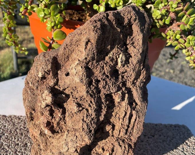One Large, Unique Lava Rock Planter– All Natural, Perfect for ...