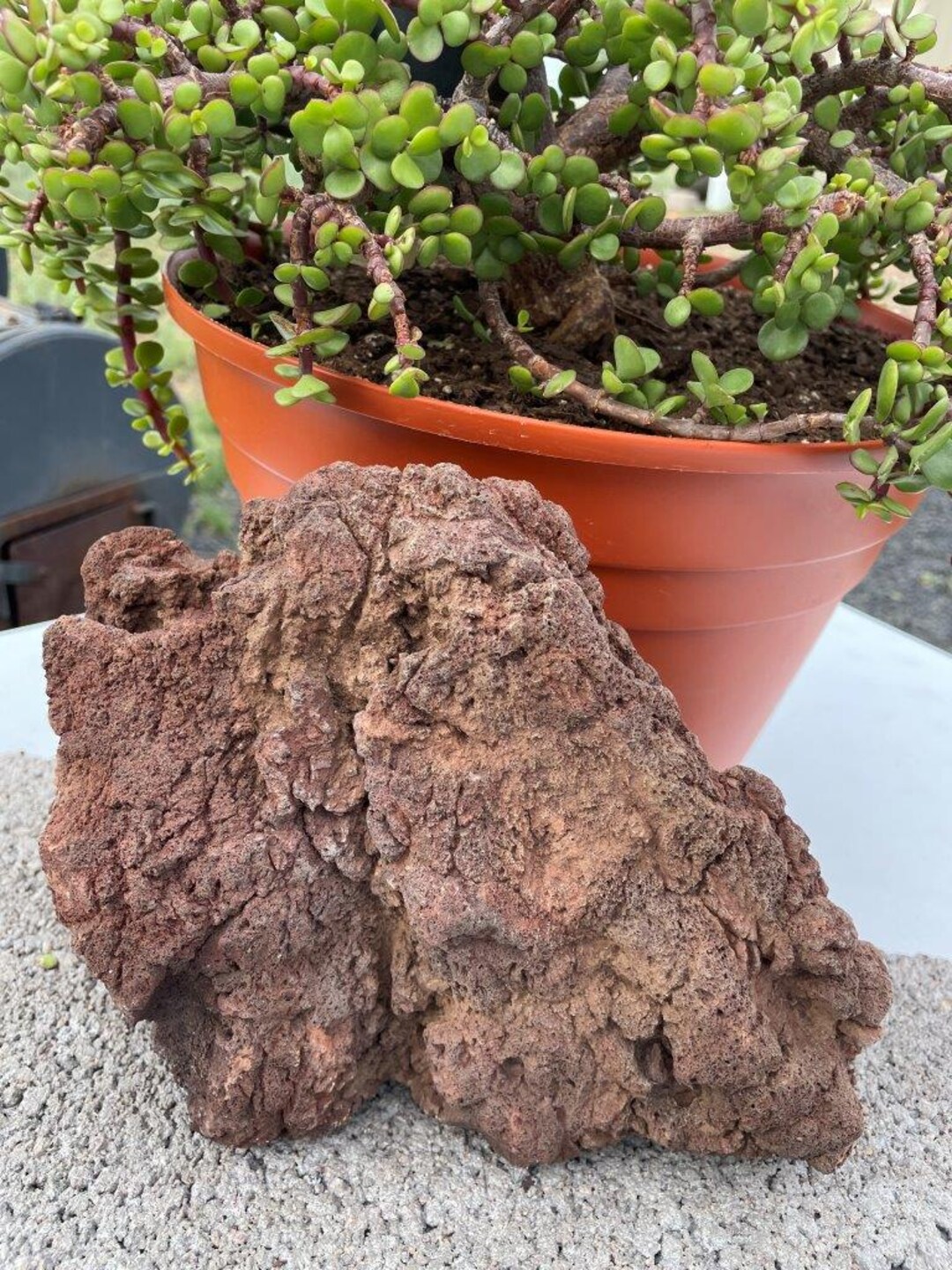 One Large, Unique Lava Rock Planter All Natural, Perfect for Succulents ...
