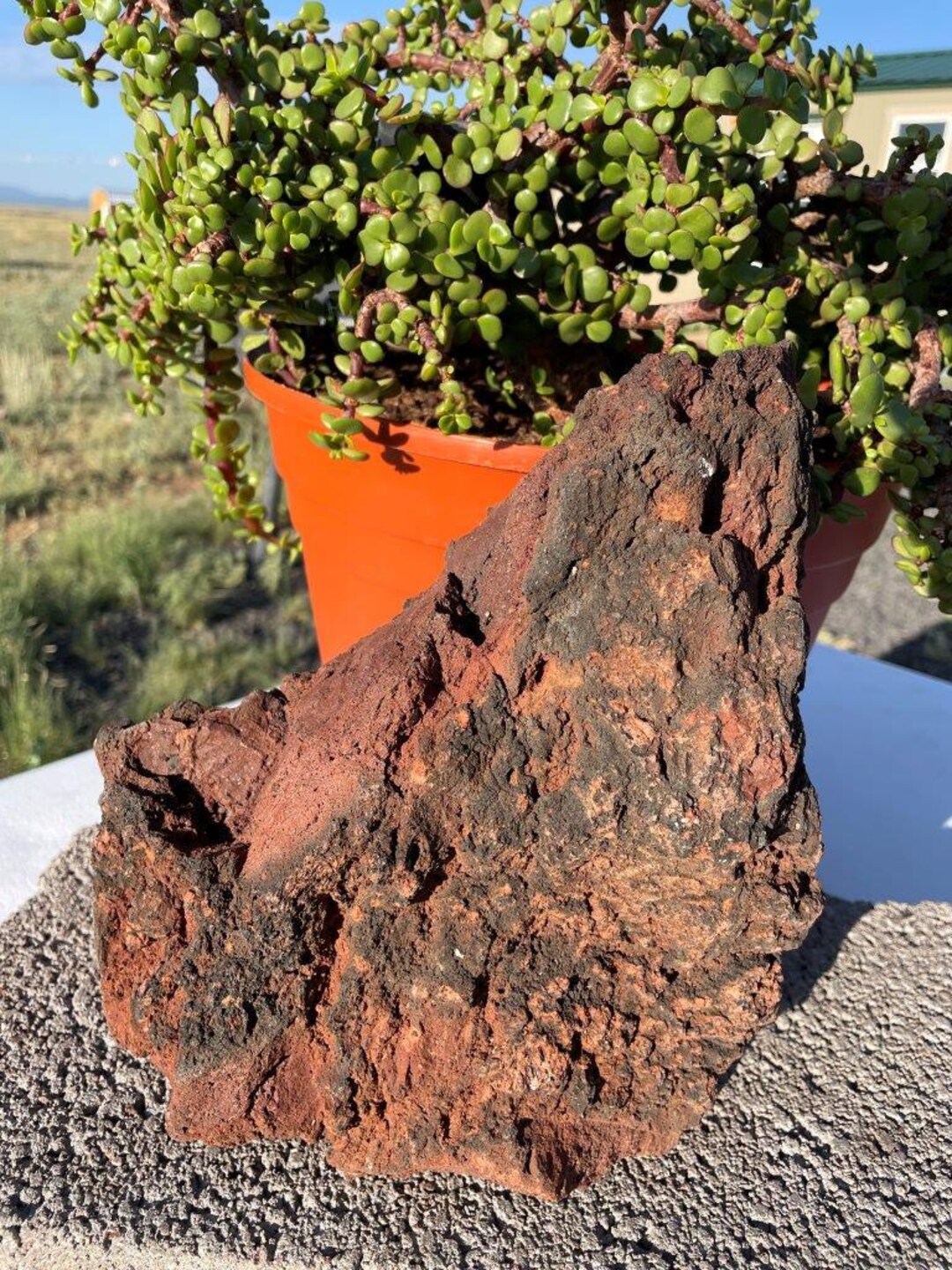 One Large, Unique Lava Rock Planter All Natural, Perfect for Succulents ...