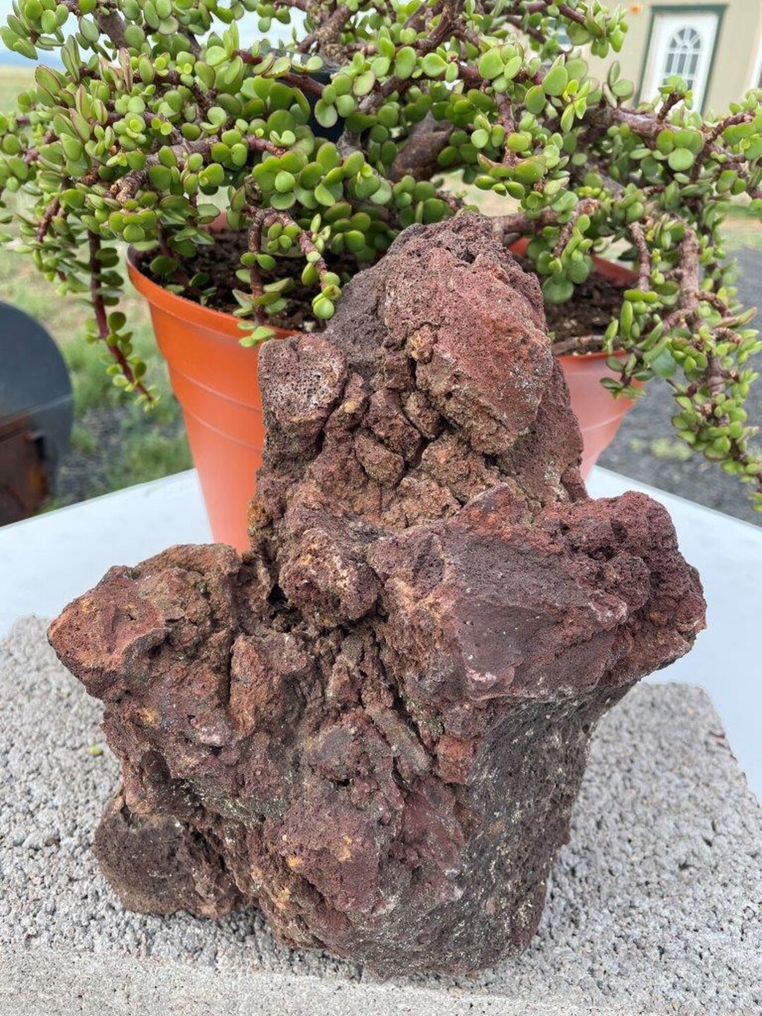 One Large, Unique Lava Rock Planter All Natural, Perfect for Succulents ...