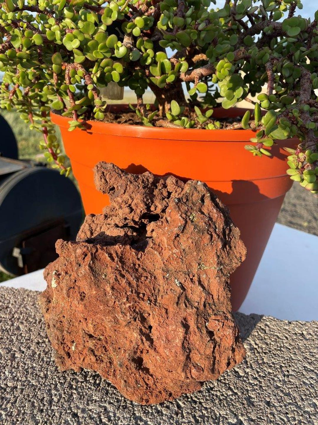 One Large, Unique Lava Rock Planter All Natural, Perfect for Succulents ...