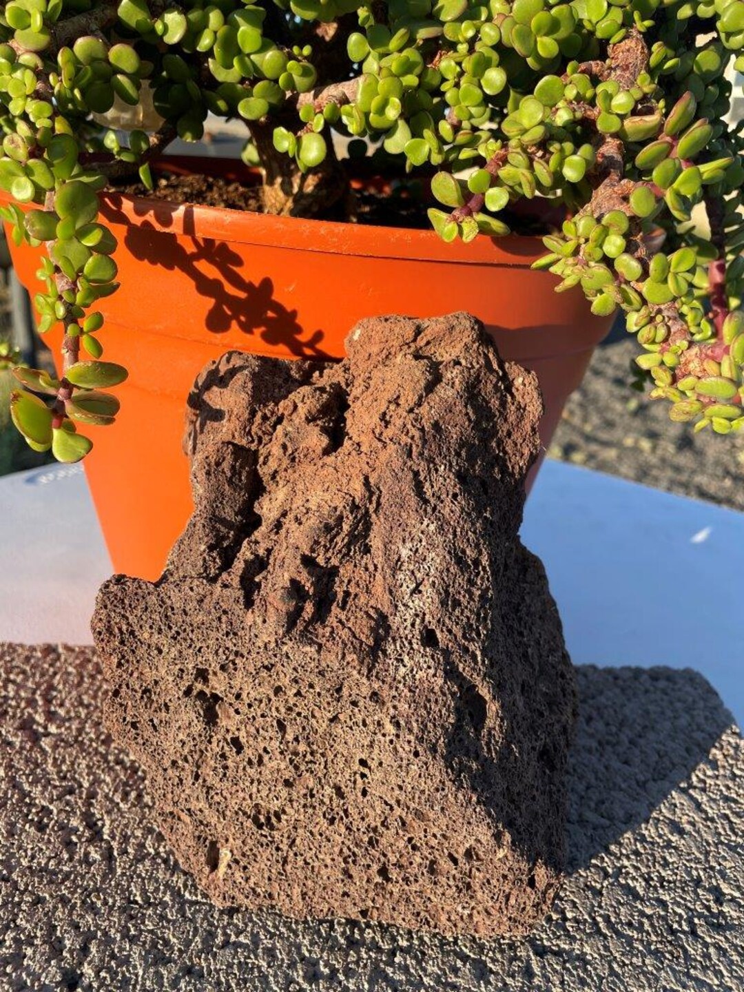 One Large, Red Lava Rock Perfect for Terrariums, Aquariums, Succulents ...