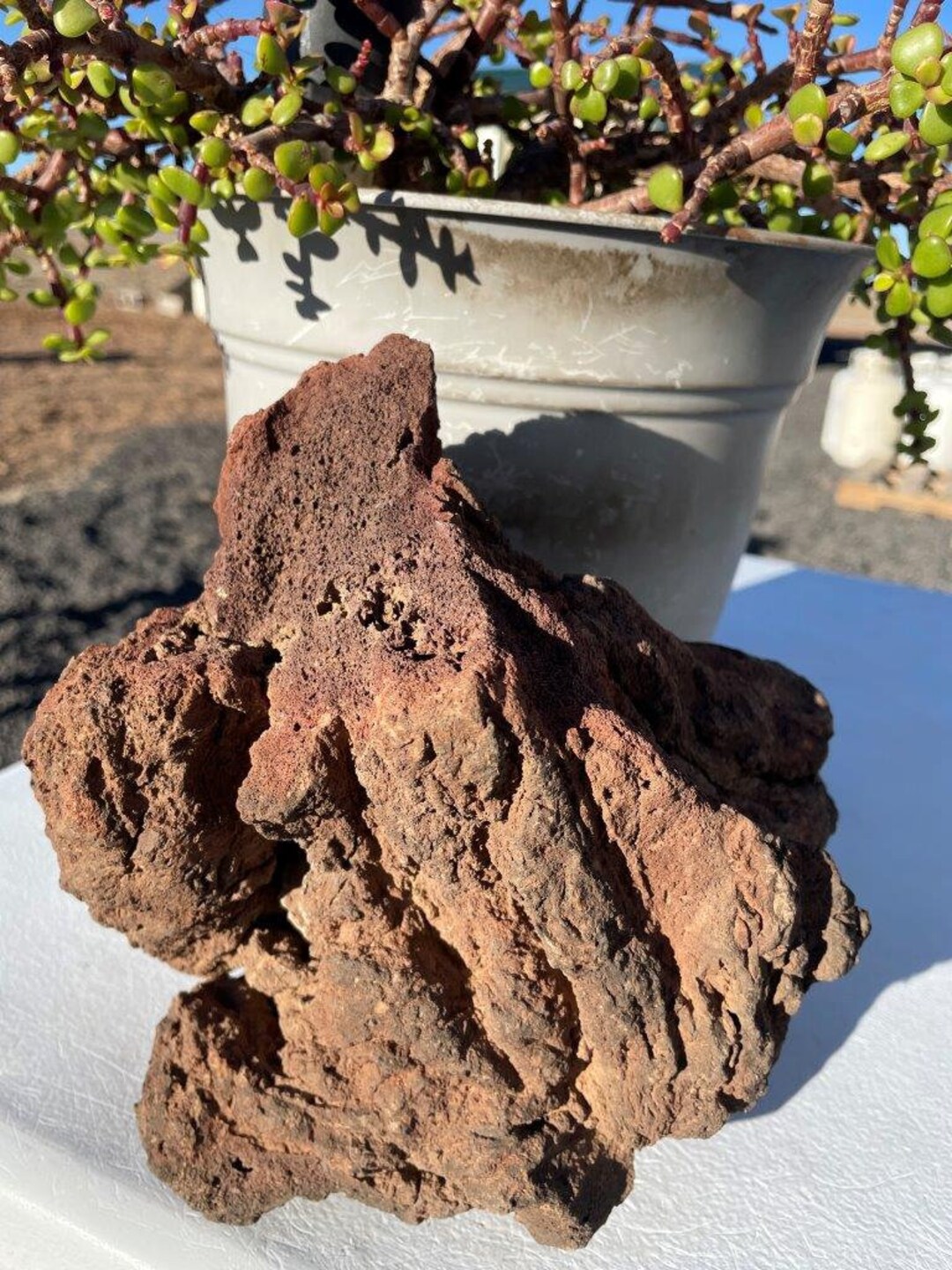 One Large, Unique Lava Rock Planter All Natural, Perfect for Succulents ...