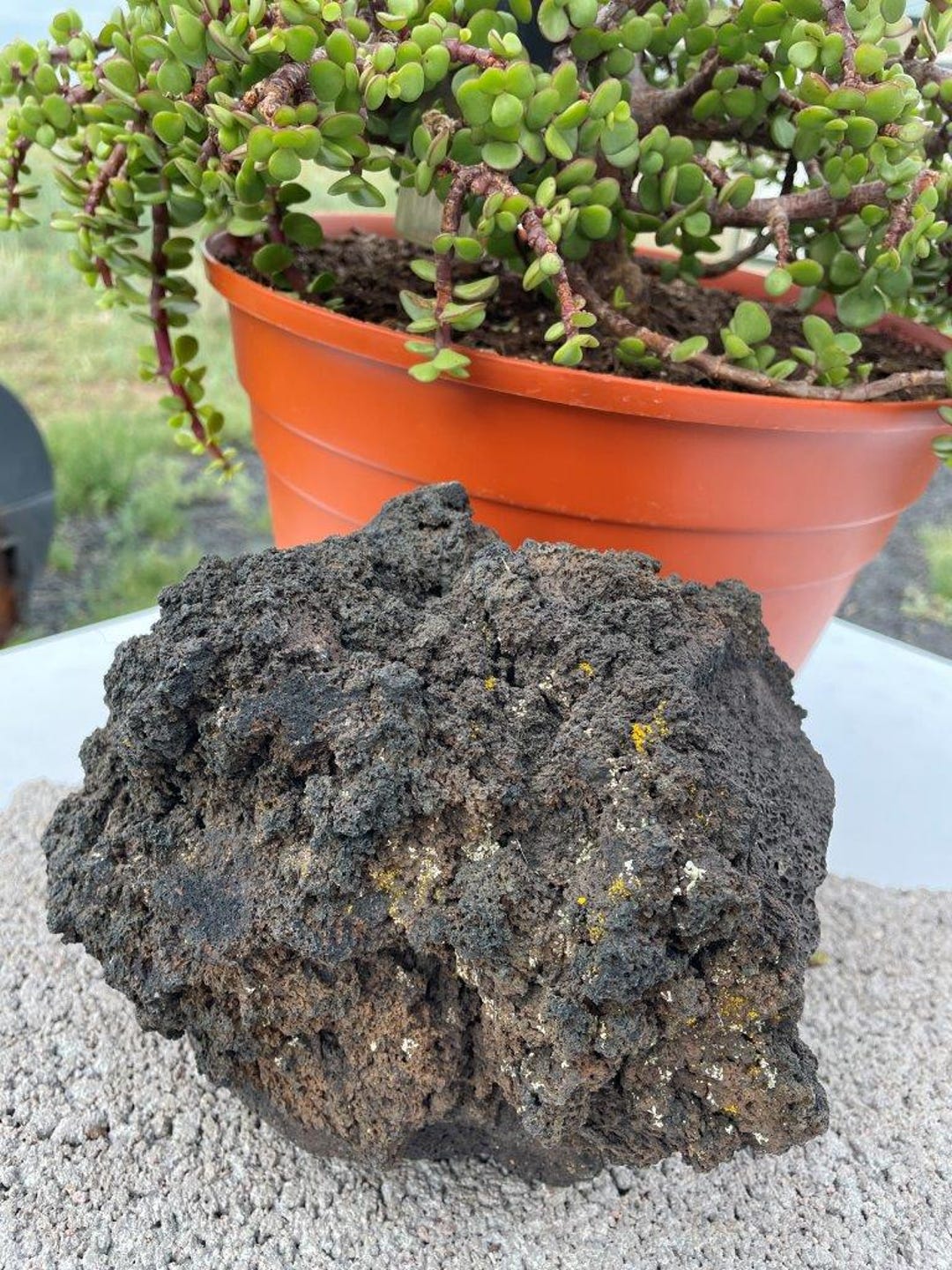 One Large, Unique Lava Rock Planter All Natural, Perfect for Succulents ...
