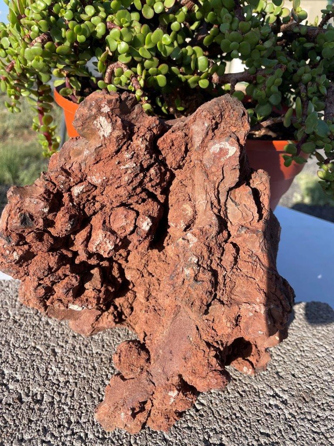 One Large, Unique Lava Rock Planter All Natural, Perfect for Succulents ...
