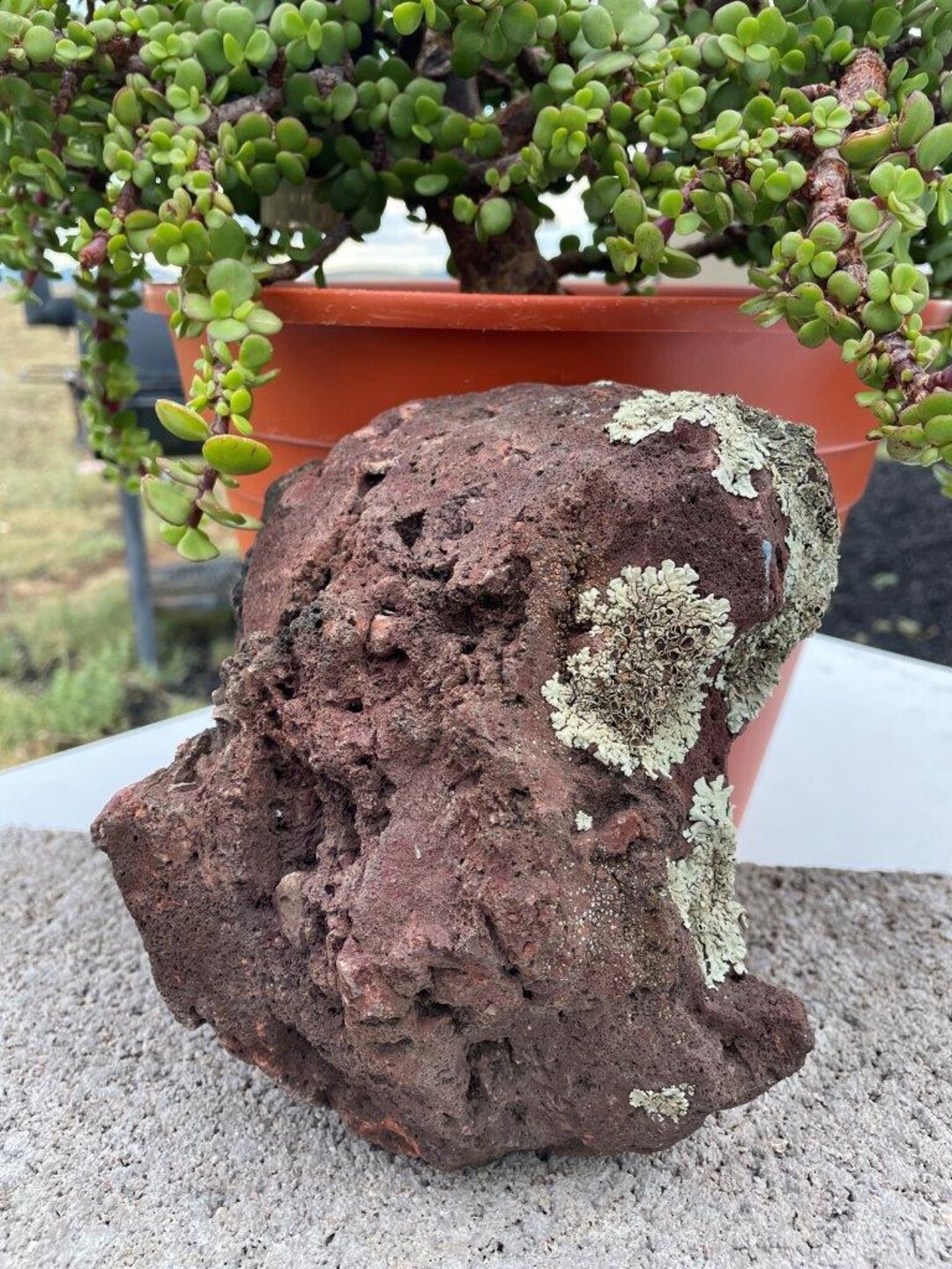One Large, Unique Lava Rock Planter– All Natural, Perfect for ...