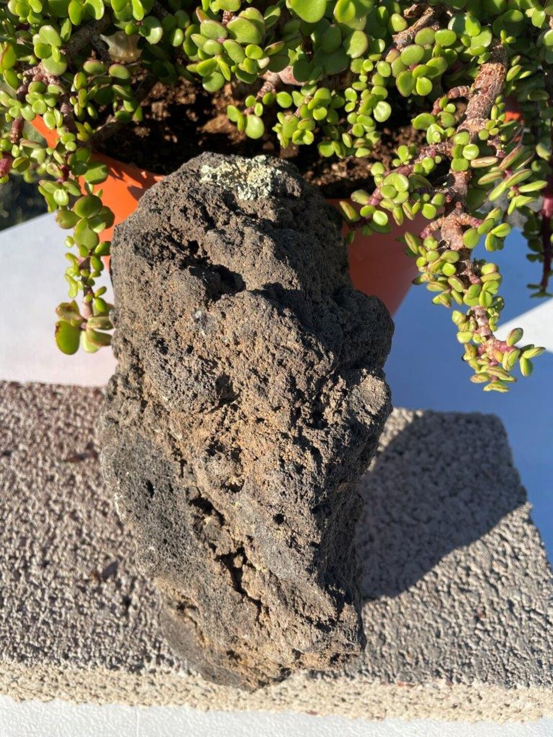 One Large, Unique Lava Rock Planter– All Natural, Perfect for ...