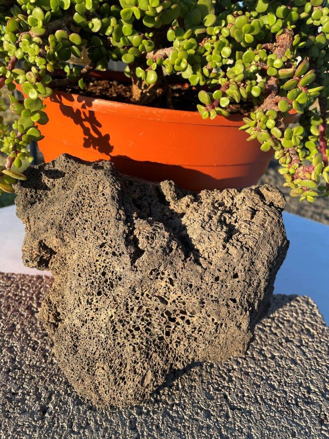 One Large, Unique Lava Rock Planter All Natural, Perfect for Succulents ...