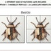 Minibeast Matching Game, Insect Matching Activity, Animal Matching ...