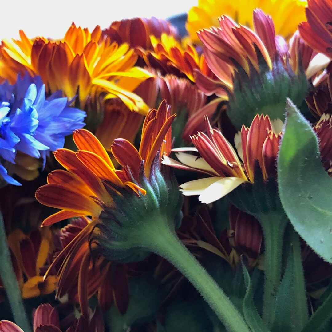 Calendula Seeds | Mix Colors Calendula Seeds - Etsy