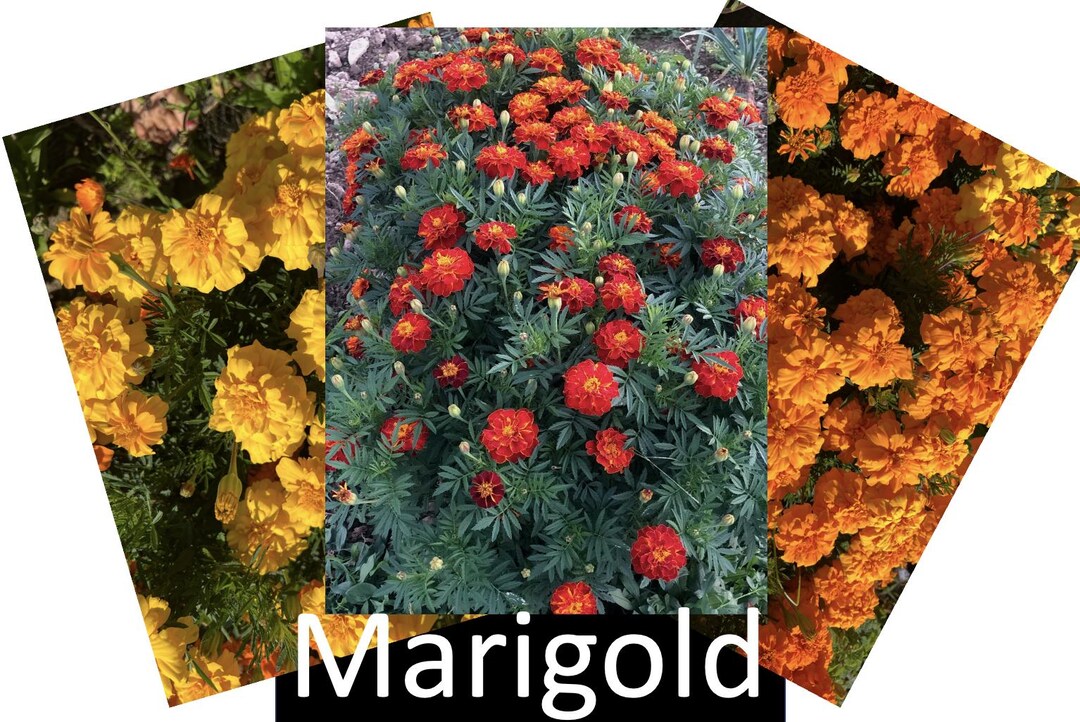 Marigold Seeds 50 Seeds Yellow Marigold Orange Marigold Brown Marigold ...