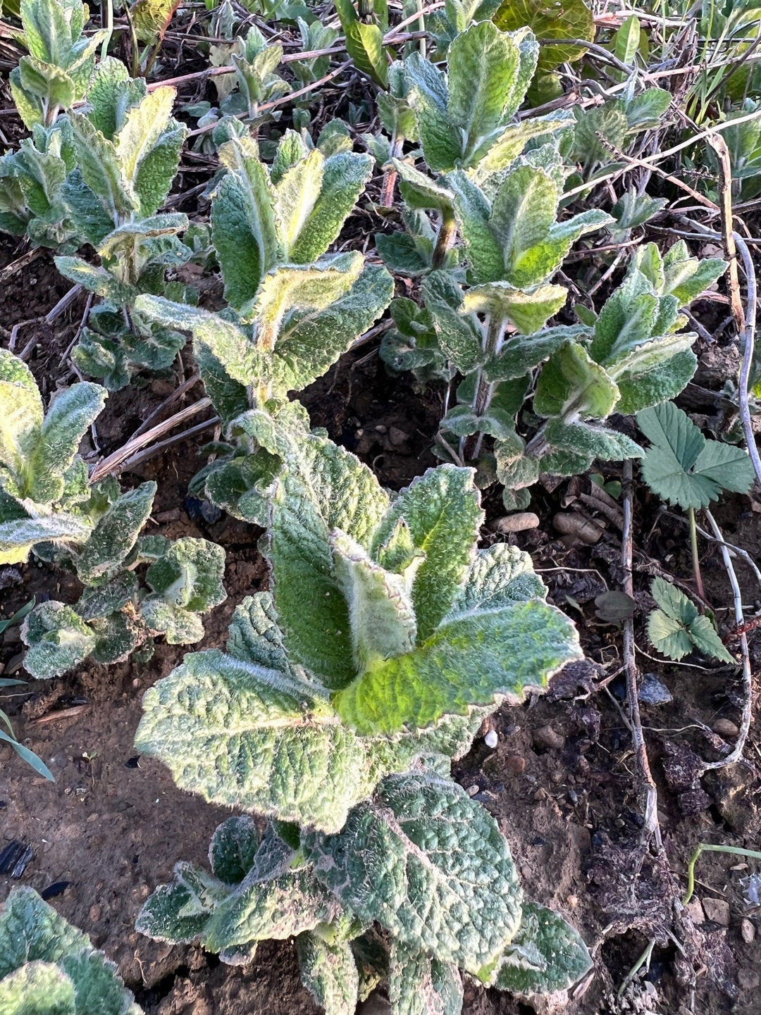 Bare Root Apple Mint Live Plant Live Mint Live Mint Plant - Etsy