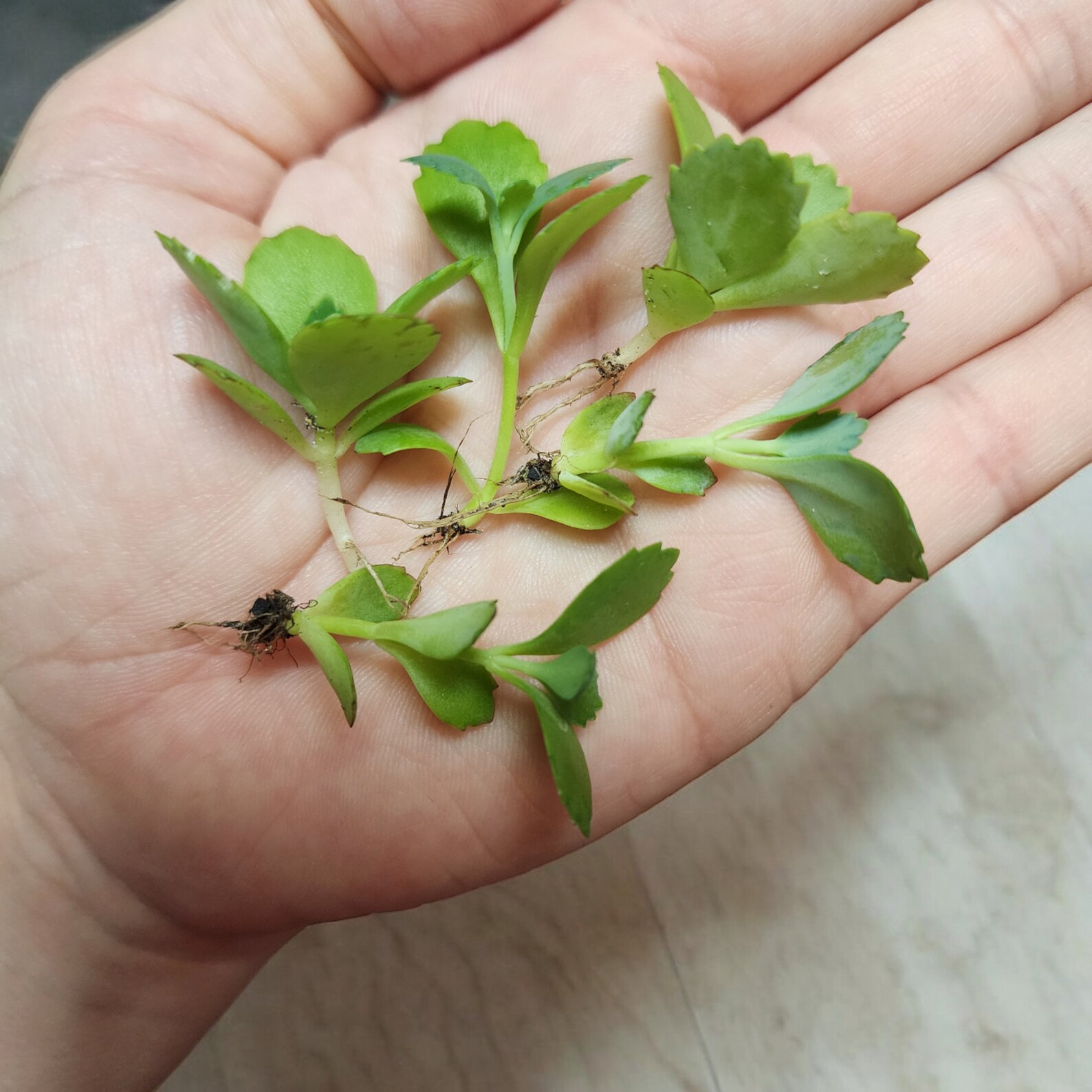 Mother of Thousands 5 Small Live Plants Kalanchoe Laetivirens - Etsy