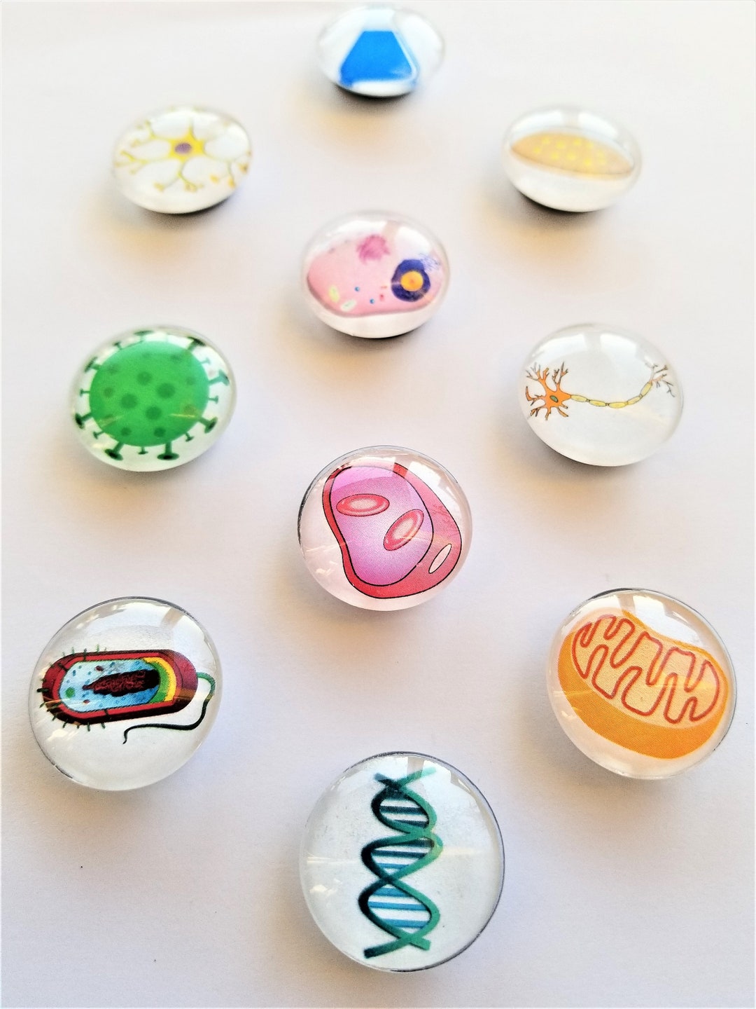 10 Biology 1" Glass Fridge Magnets for Gift, Refrigerator Magnets ...
