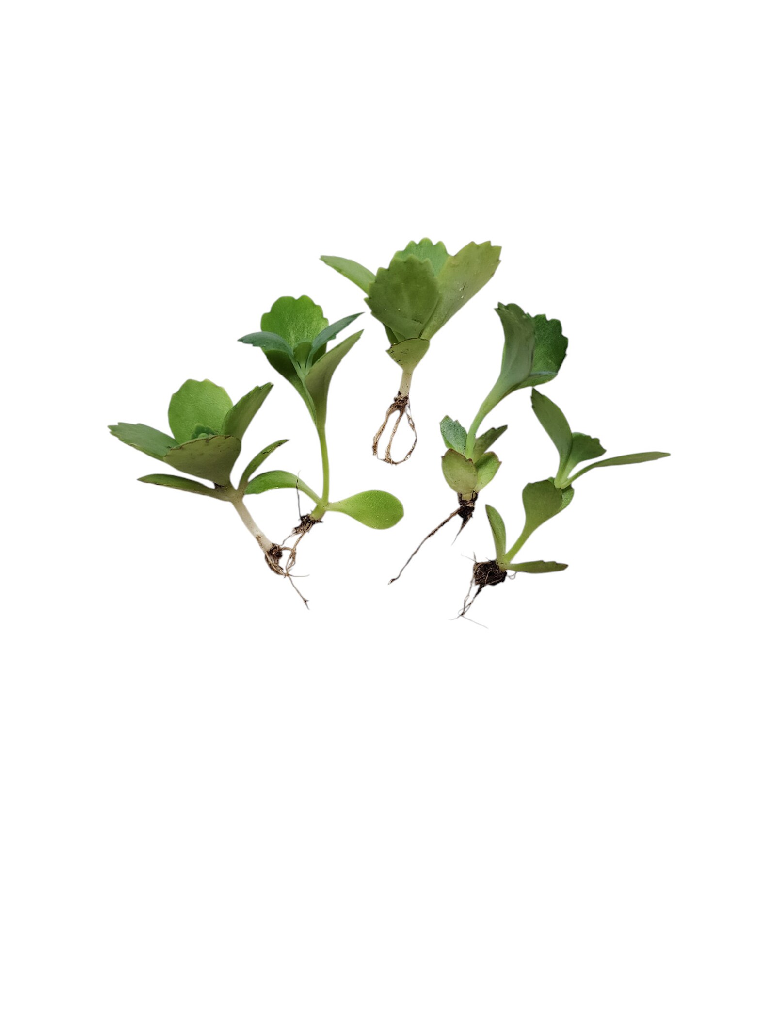 Mother of Thousands 5 Small Live Plants Kalanchoe Laetivirens - Etsy