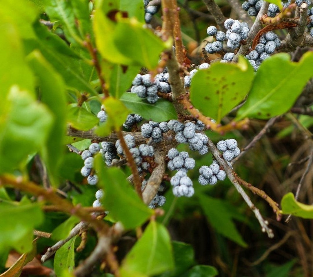 100 Seeds Wax Myrtle, Southern Bayberry Myrica Cerifera Medicinal ...