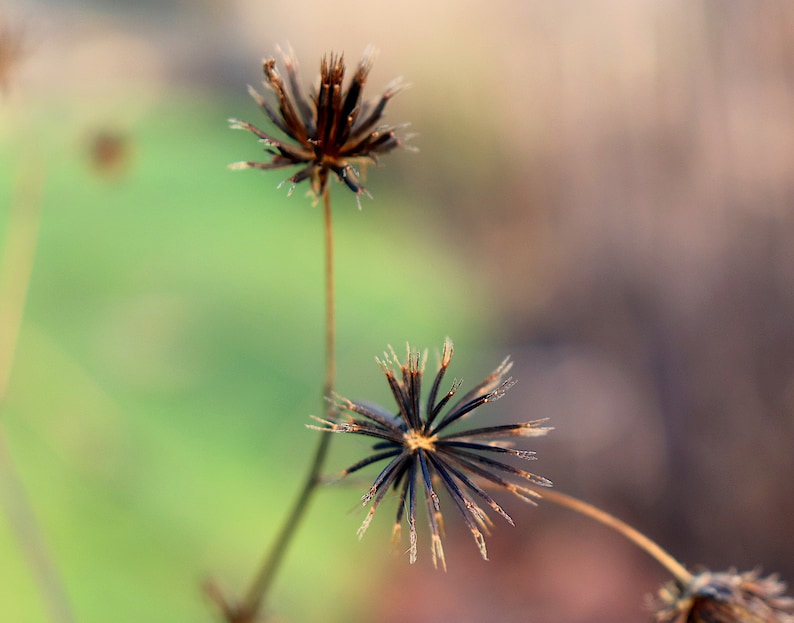 300+ Spanish Needle Seeds – Edible Beggarticks, Bee Nectar - Etsy