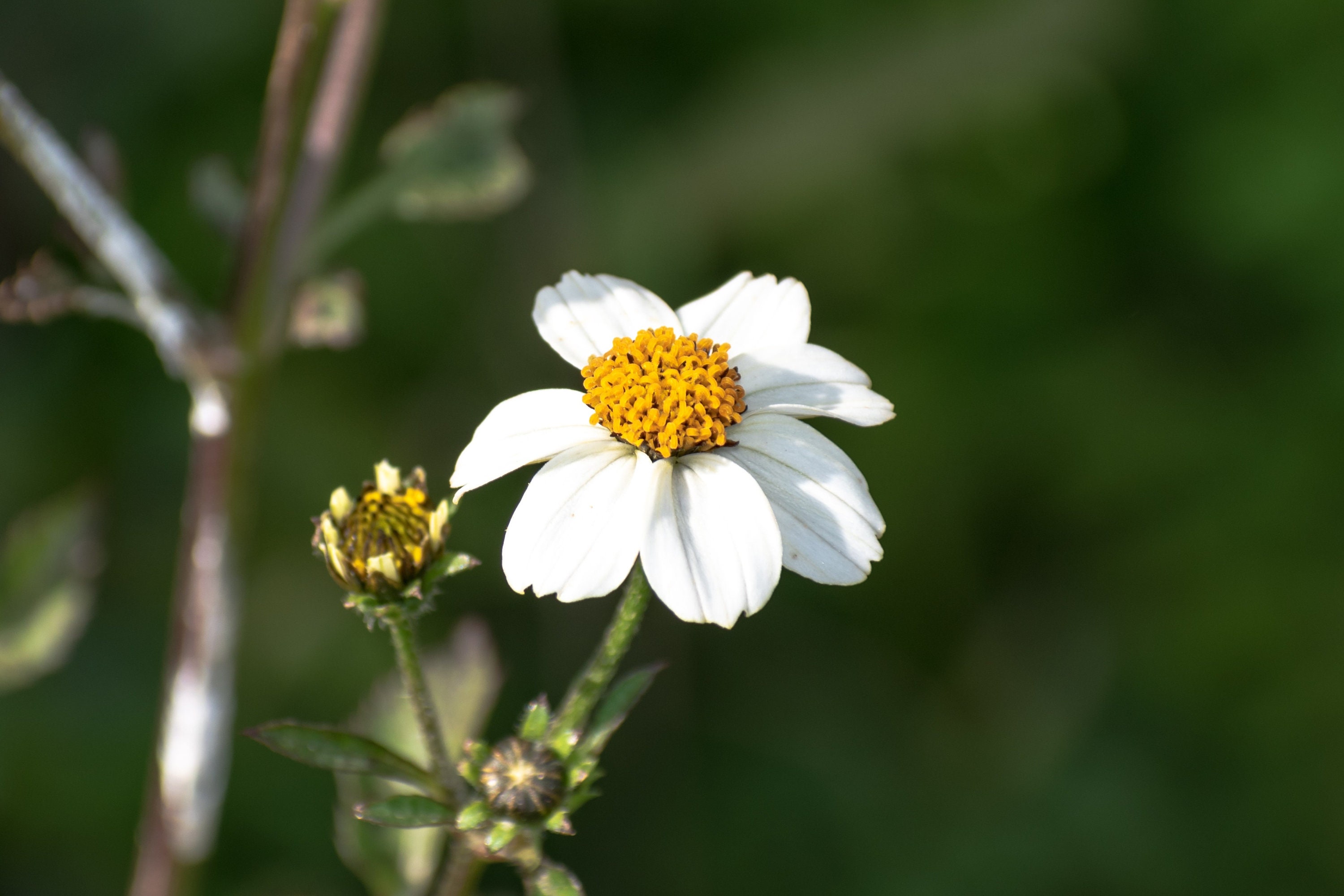 300+ Spanish Needle Seeds – Edible Beggarticks, Bee Nectar - Etsy
