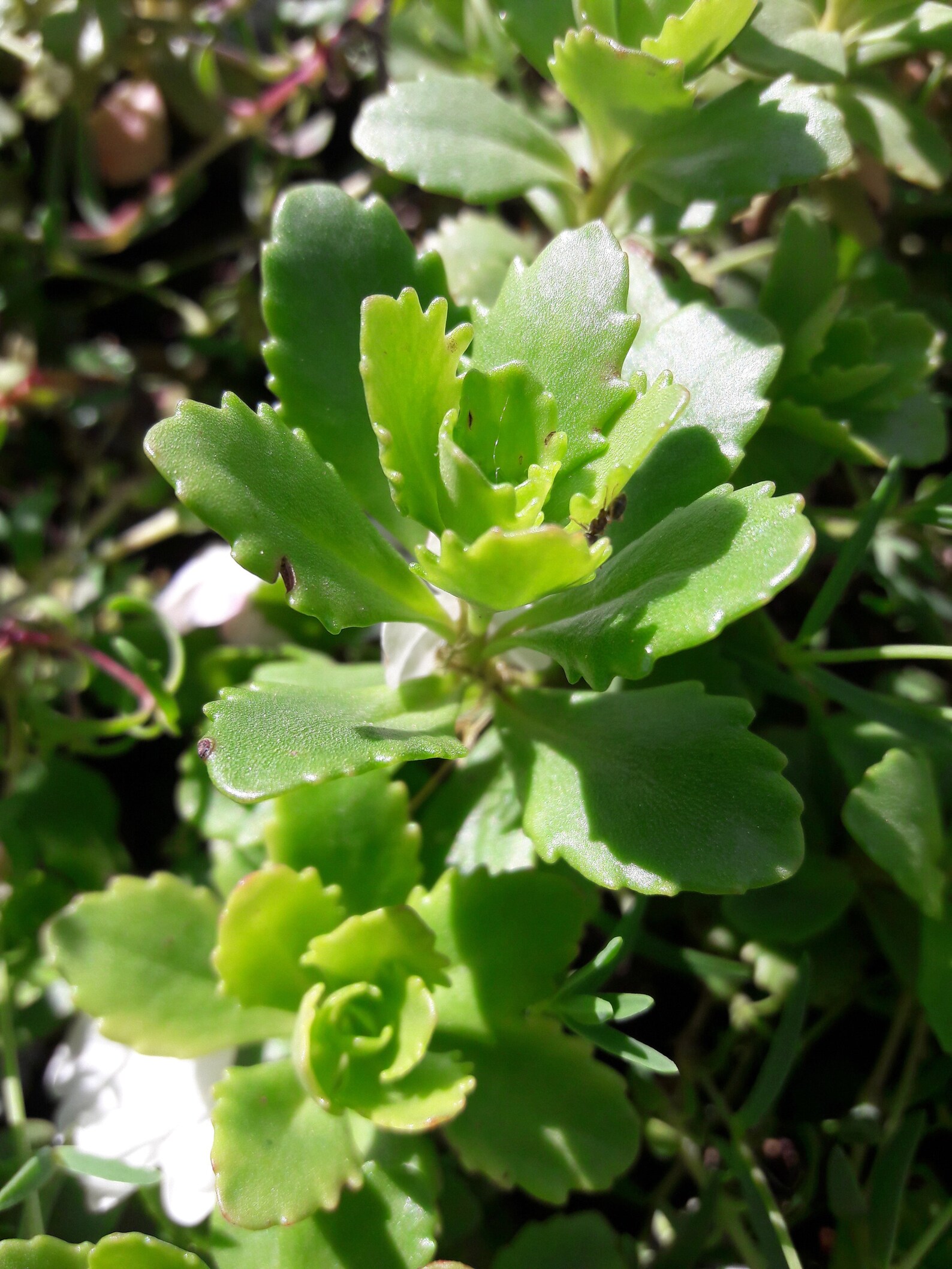 Mother of Thousands 5 Small Live Plants Kalanchoe Laetivirens - Etsy