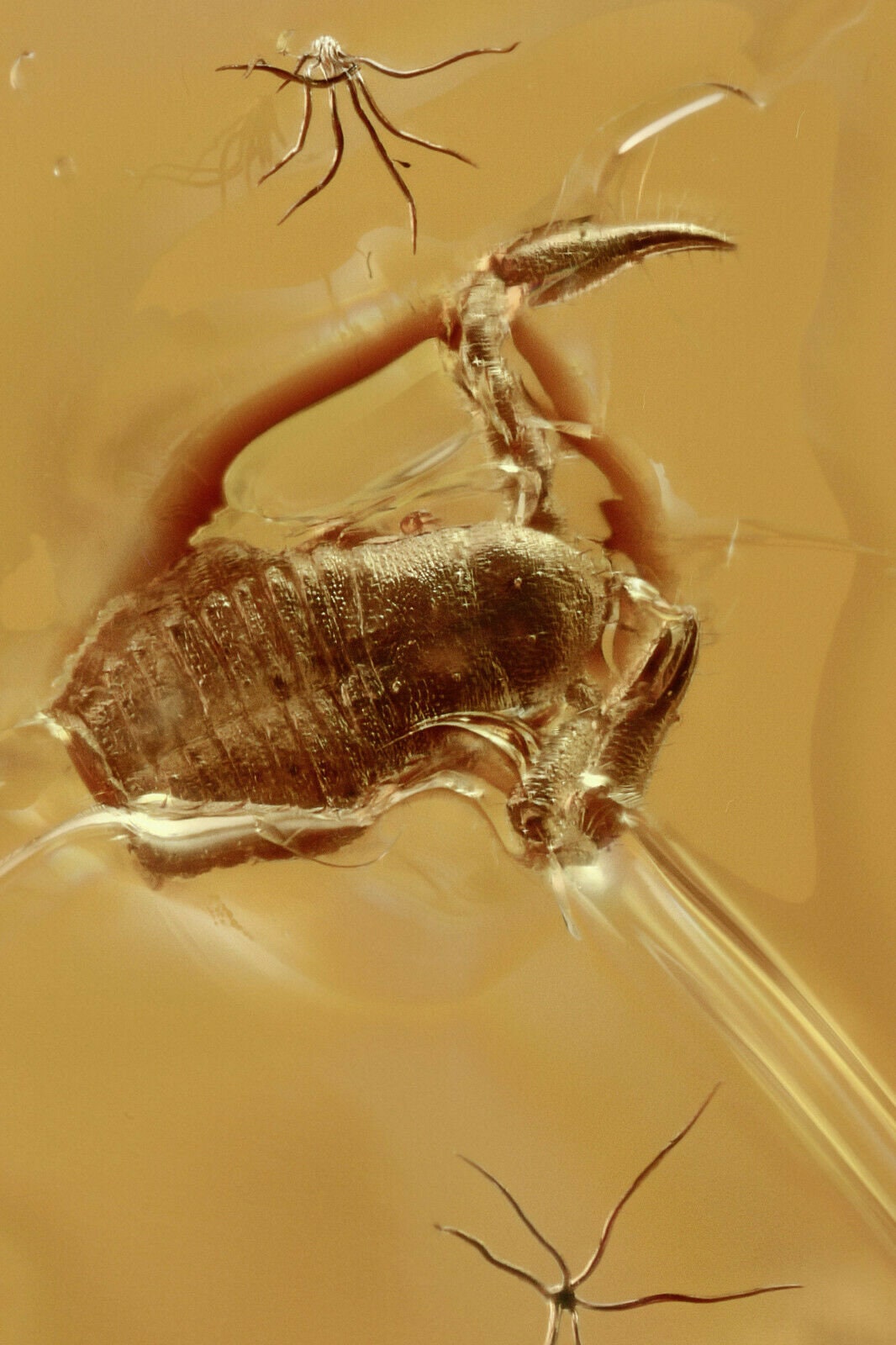 hq pic 191111 Rare root-eating beetle monotomidae genuine baltic amber ...