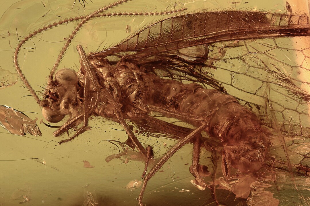 Osmylid Lacewing Osmylidae Extremely Rare Neuroptera Baltic - Etsy