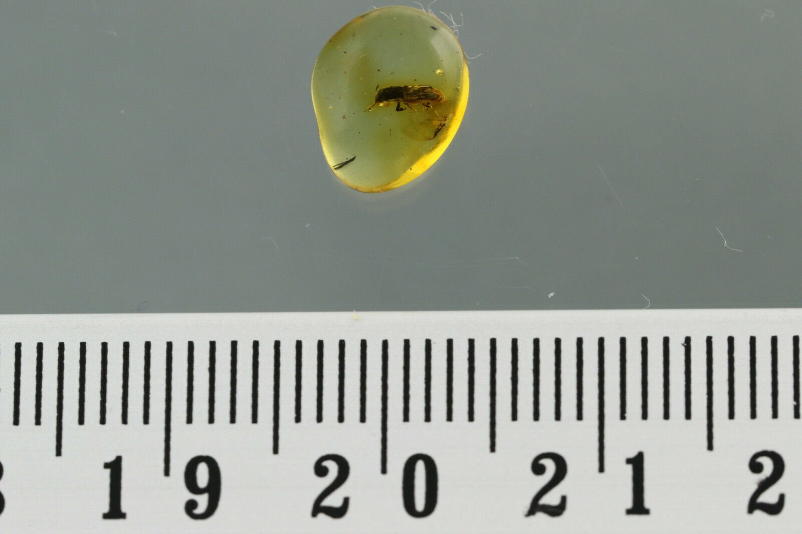 hq pic 191111 Rare root-eating beetle monotomidae genuine baltic amber ...