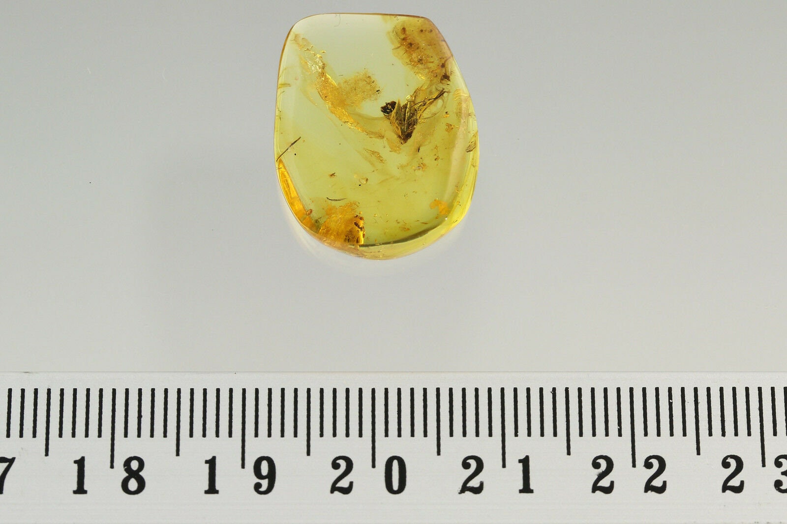 hq pic 191111 Rare root-eating beetle monotomidae genuine baltic amber ...
