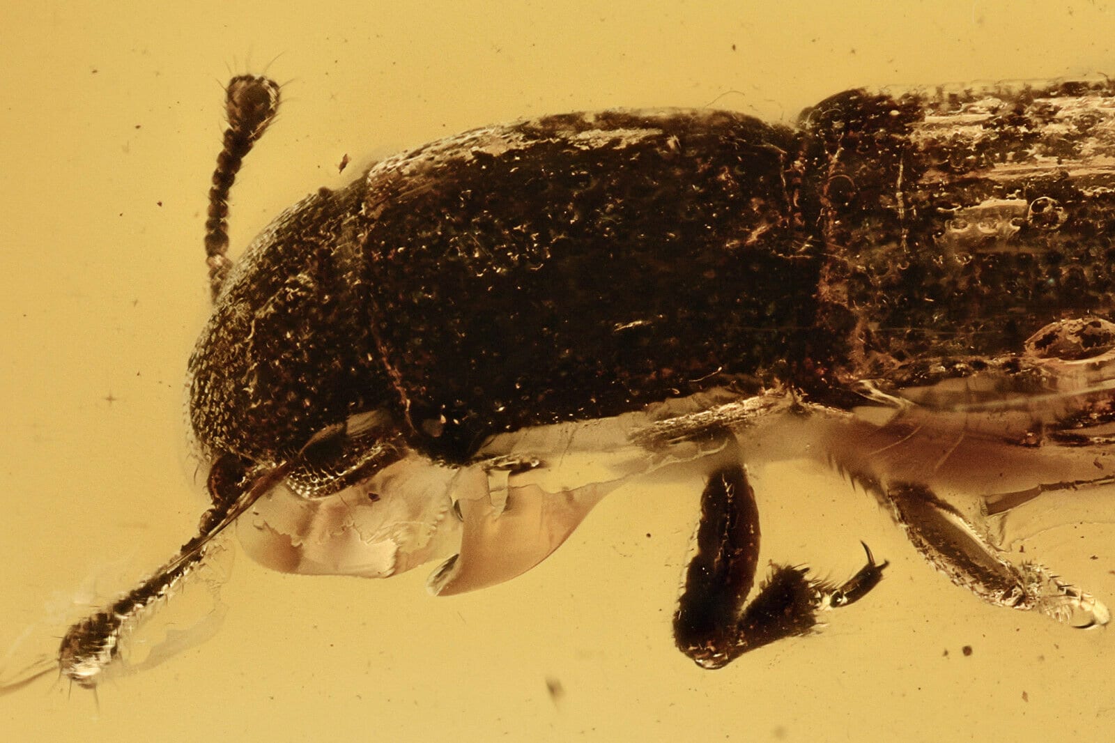 hq pic 191111 Rare root-eating beetle monotomidae genuine baltic amber ...