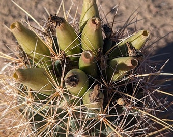 Thelocactus Heterochromus 25 Seeds - Etsy