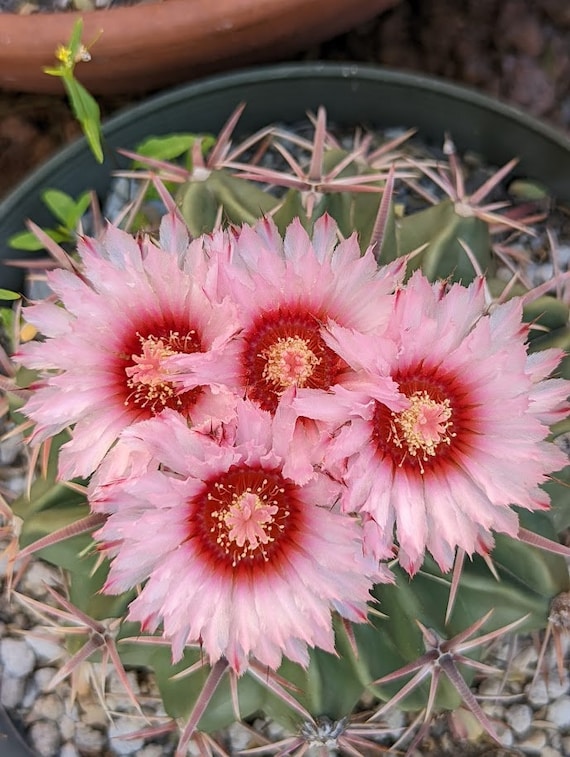 Homalocephala Texensis 50 Seeds | Etsy