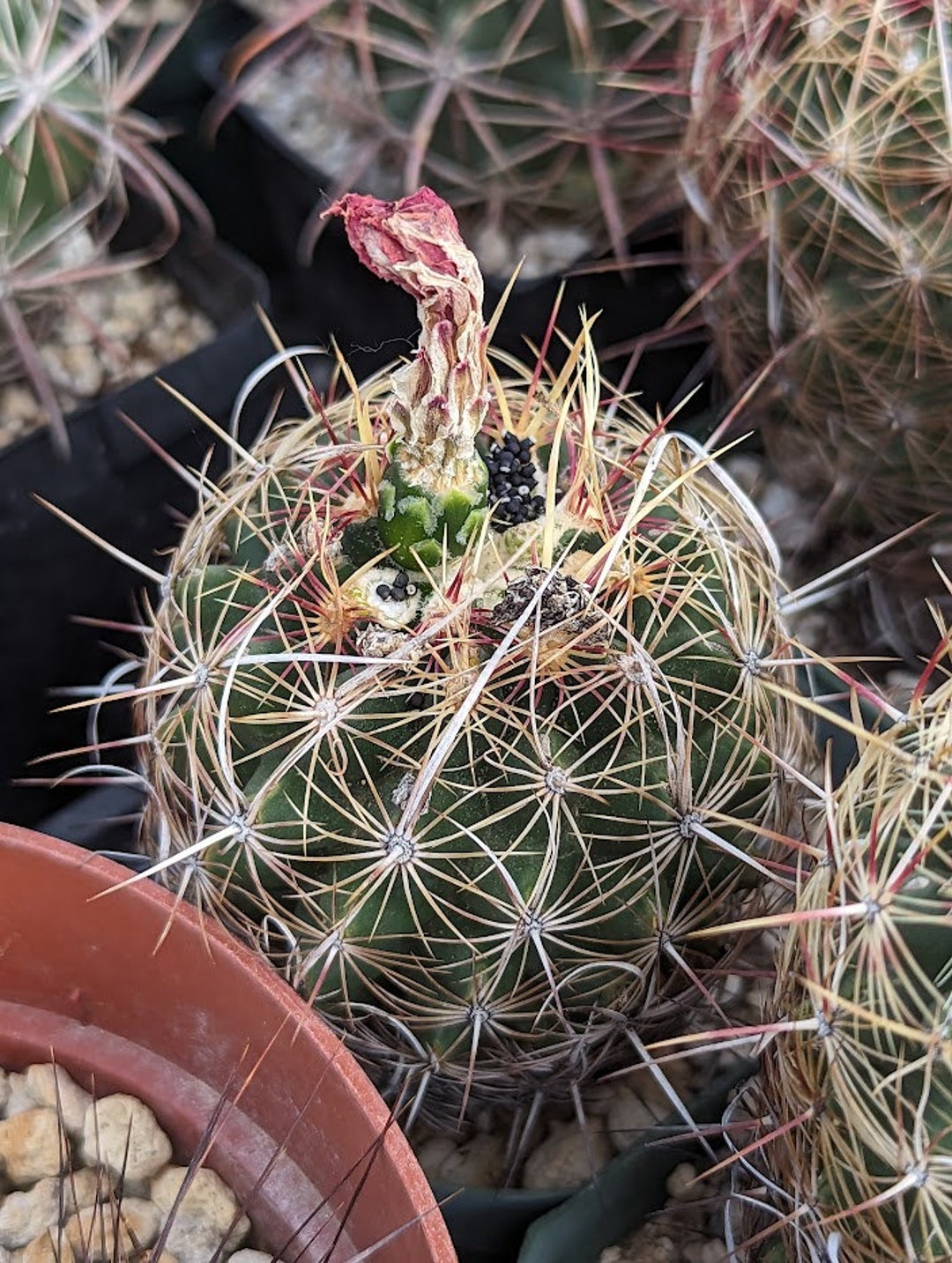 Thelocactus Bicolor Var. Flavidispinus 20 Seeds - Etsy