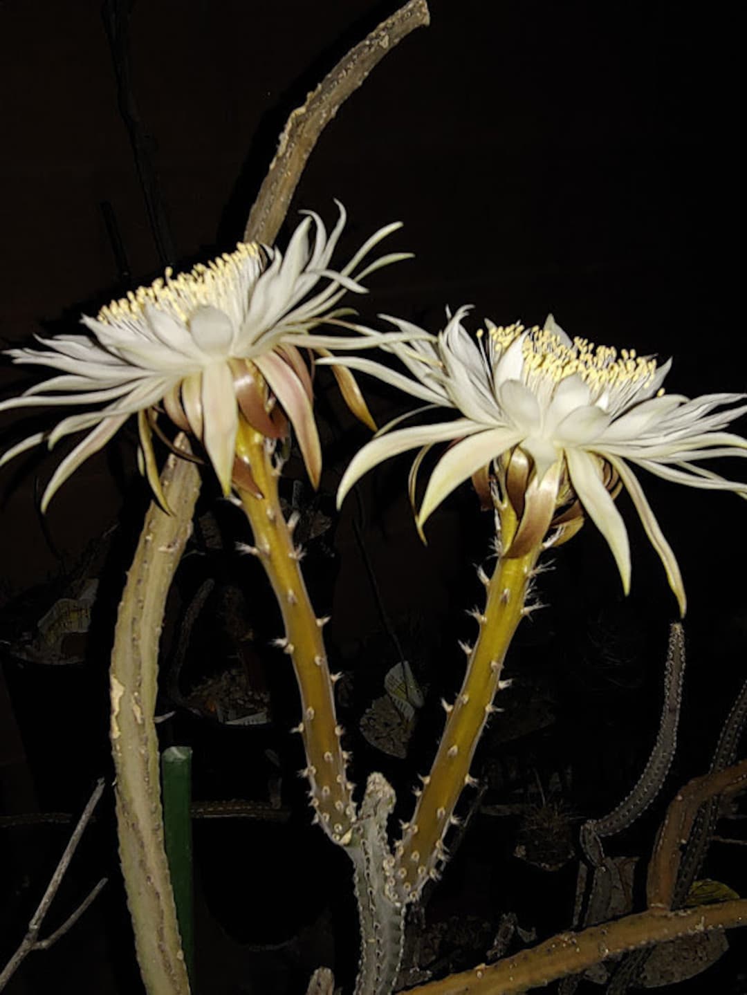 Peniocereus Greggii Ssp Transmontanus "queen of the Night" 50 Seeds - Etsy