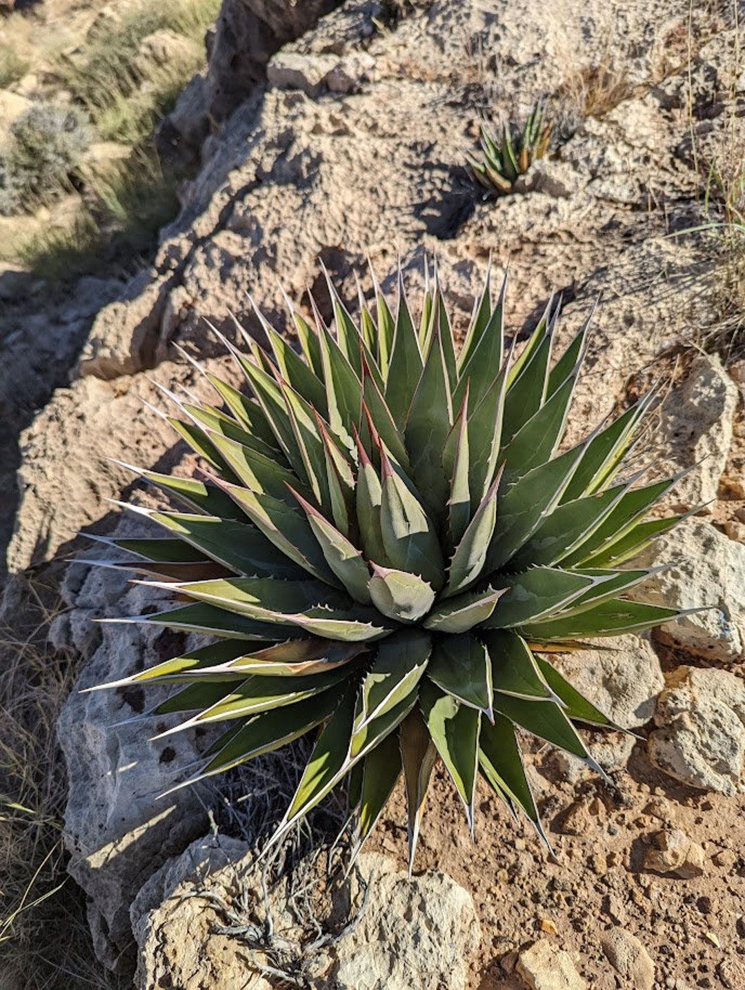 Agave Utahensis Var Kaibabensis 20 Seeds - Etsy