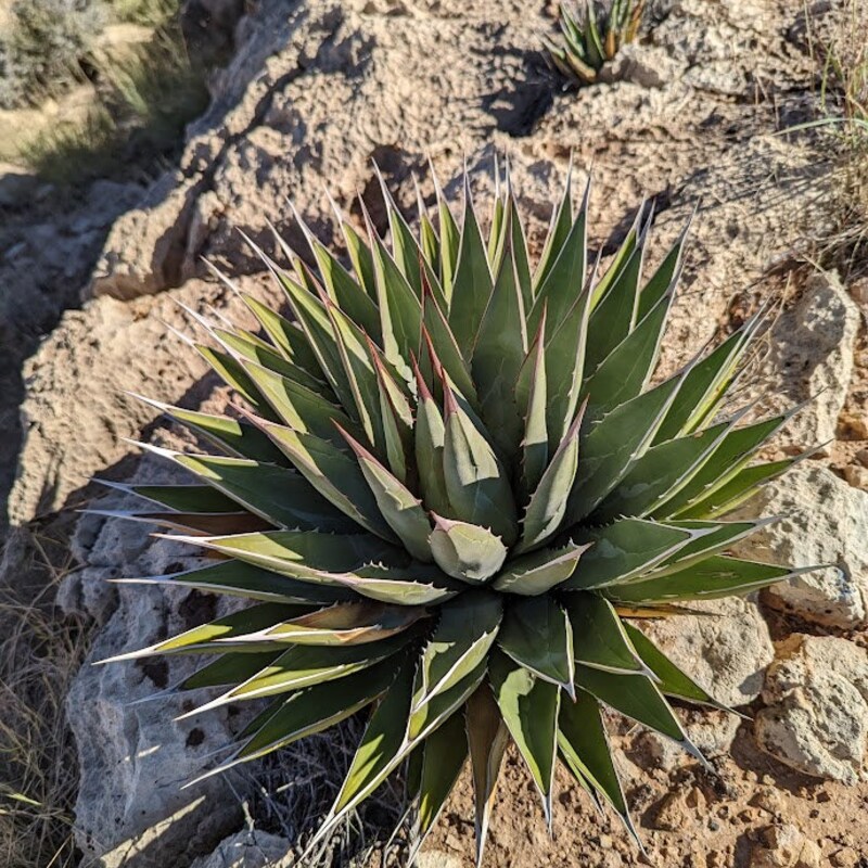 Agave Seeds - Etsy