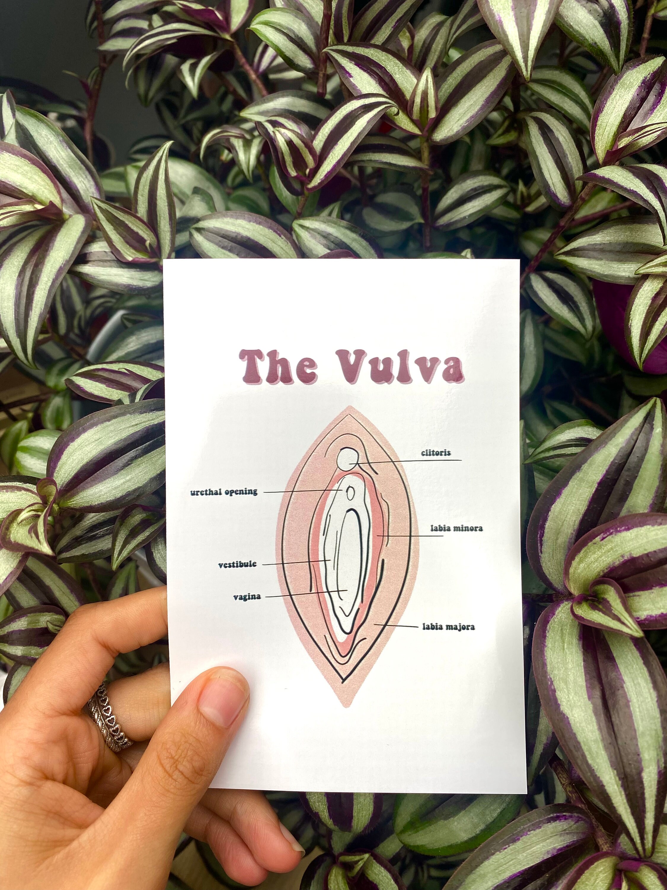 Vulva PRINT Educational Diagram Anatomy Illustration Body Positivity Vulva PRINT Educational Diagram Anatomy Illustration Body Positivity