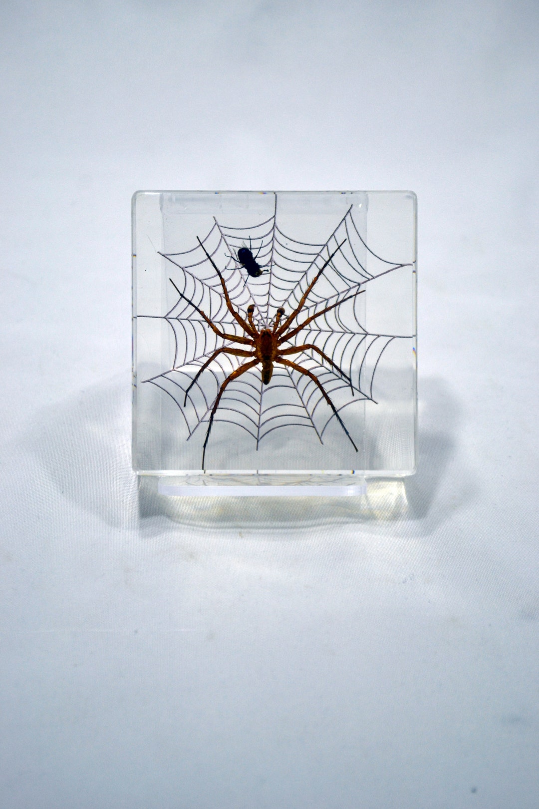 3" Spider and Fly Paperweight - Etsy