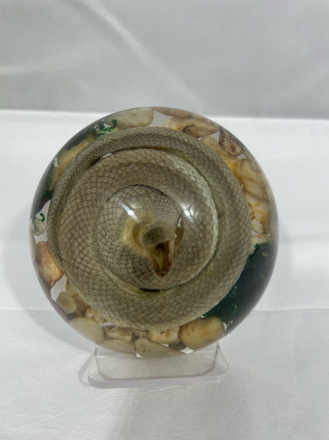 Real 4 Snake Encased in Half Dome of Resin Poised to Strike - Etsy